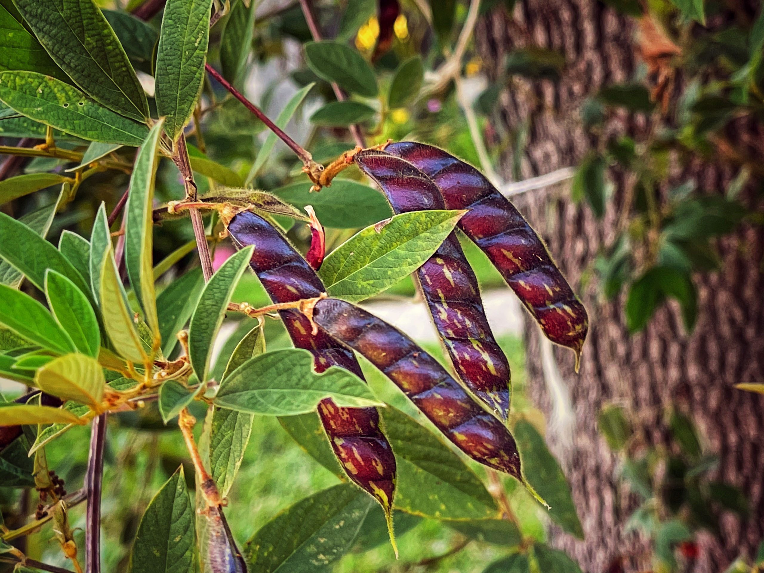 Samson’s Prayer – All About Hope